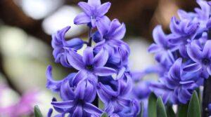 Hyazinthen pflanzen & pflegen: 1 umfassender Leitfaden