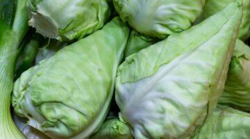 Alles rund um Spitzkohl: Vom Anbau bis zur Ernte & Lagerung